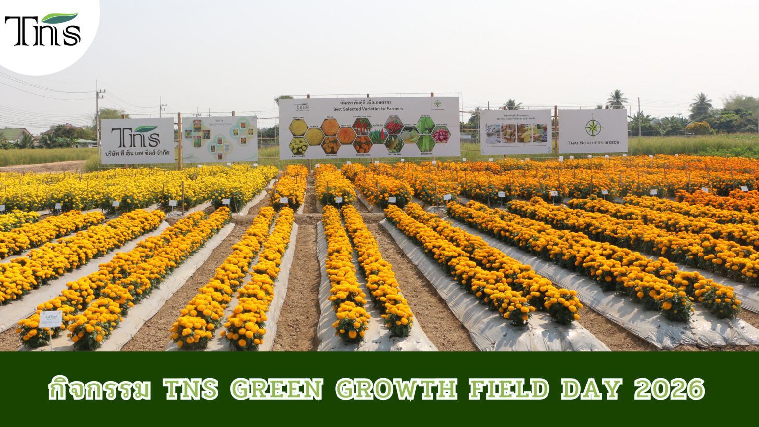 กิจกรรม TNS GREEN GROWTH FIELD DAY 2026 - thainorthernseeds.com